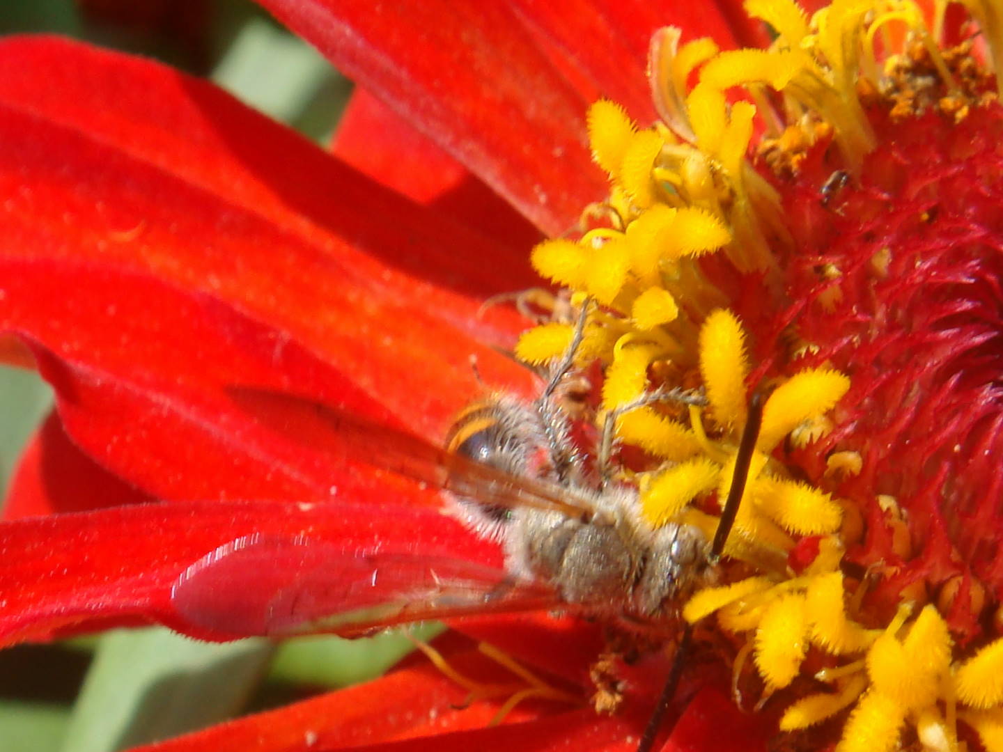 ~~~Honey - Nature's ever living Mantra~~~ - HIMALAYA FOREST HONEY ... ~~~Honey - Nature's ever living Mantra~~~ - HIMALAYA FOREST HONEY ...