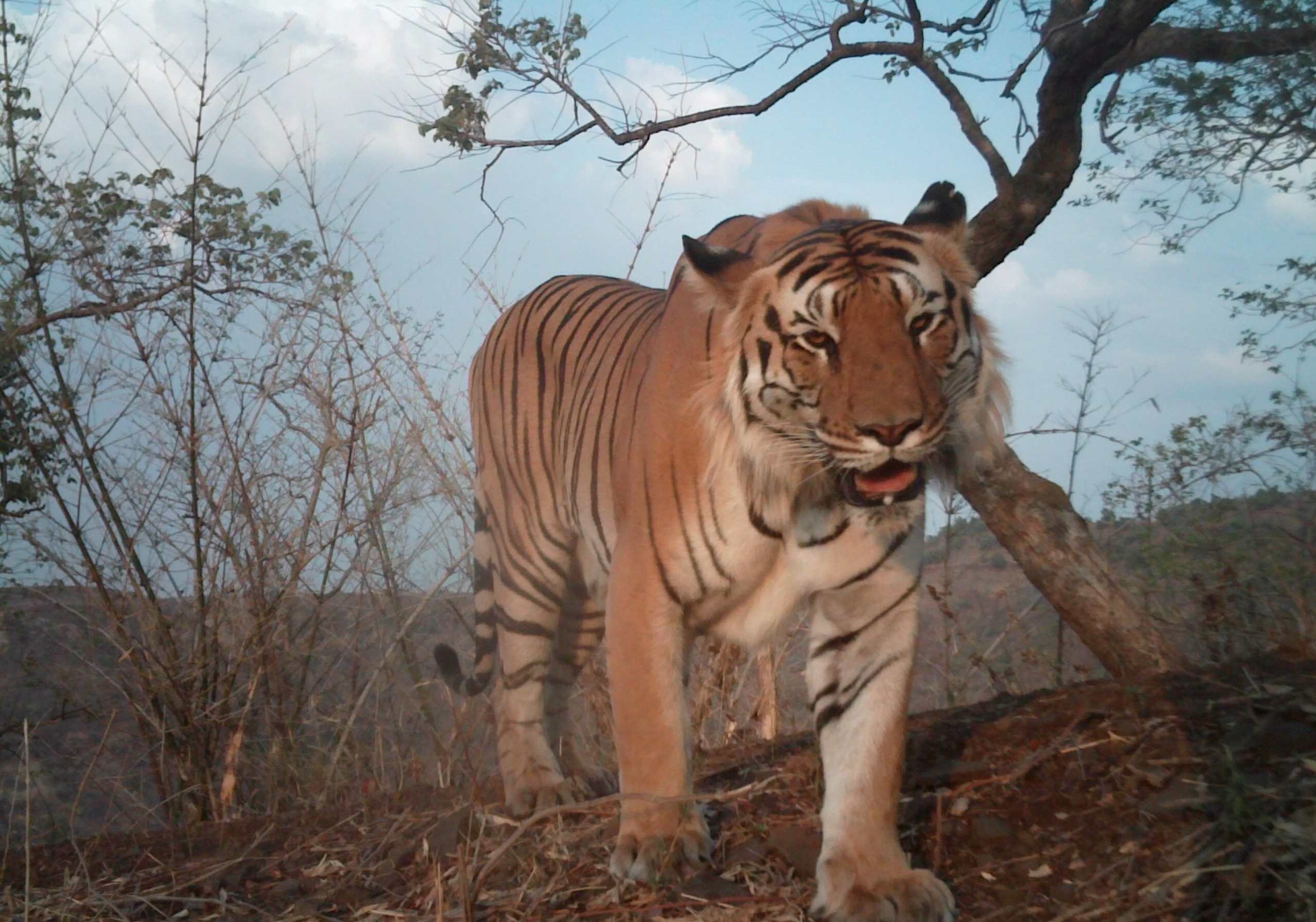MELGHAT TIGER RESERVE - AMRAVATI Photos, Images and Wallpapers, HD ...